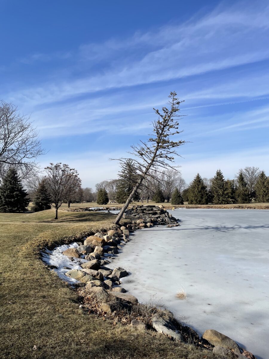 Good job, strong tree ... | Alice at Dawn
